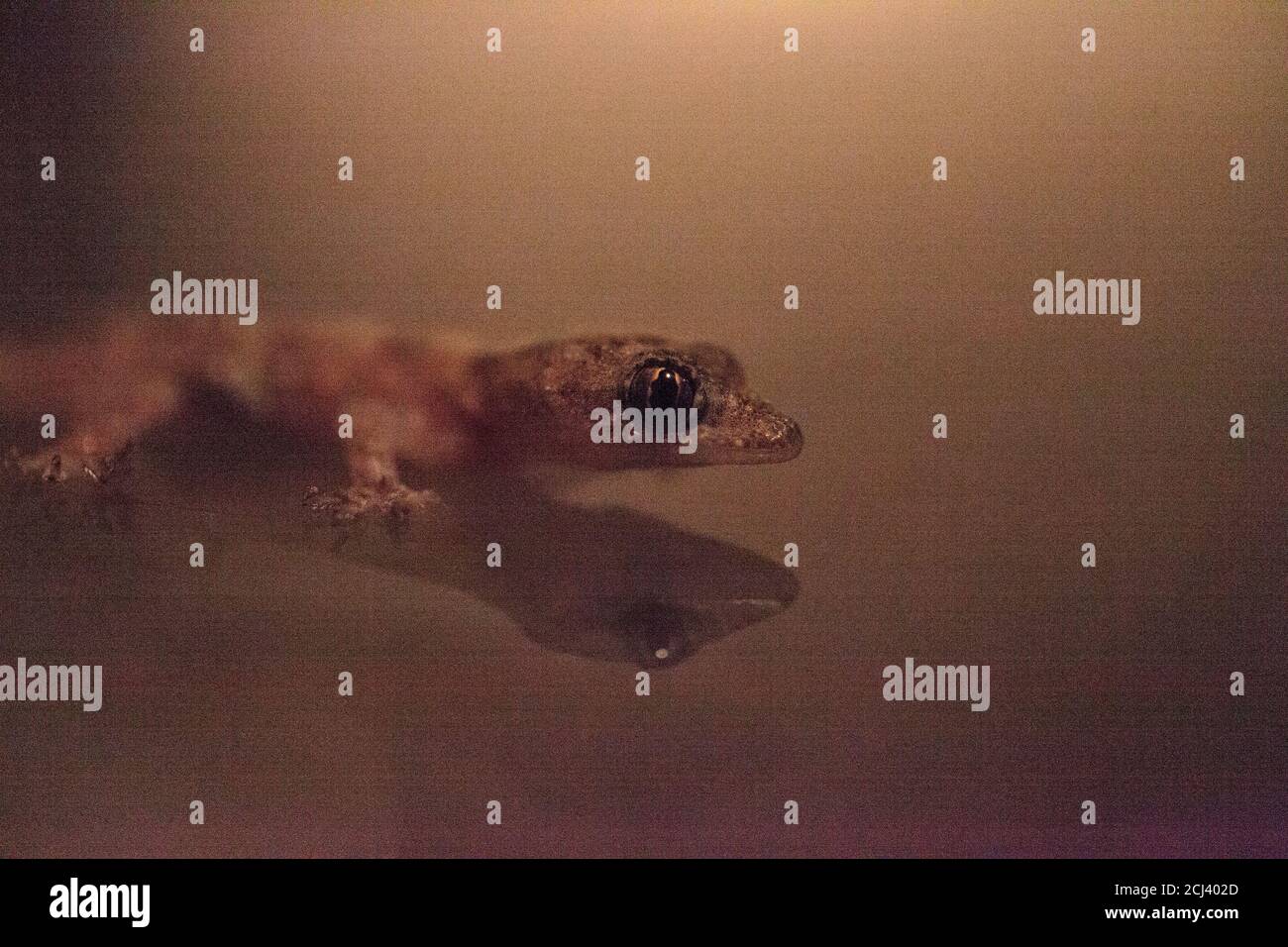 Baby Tropical house gecko Hemidactylus mabouia climbs across a window ...