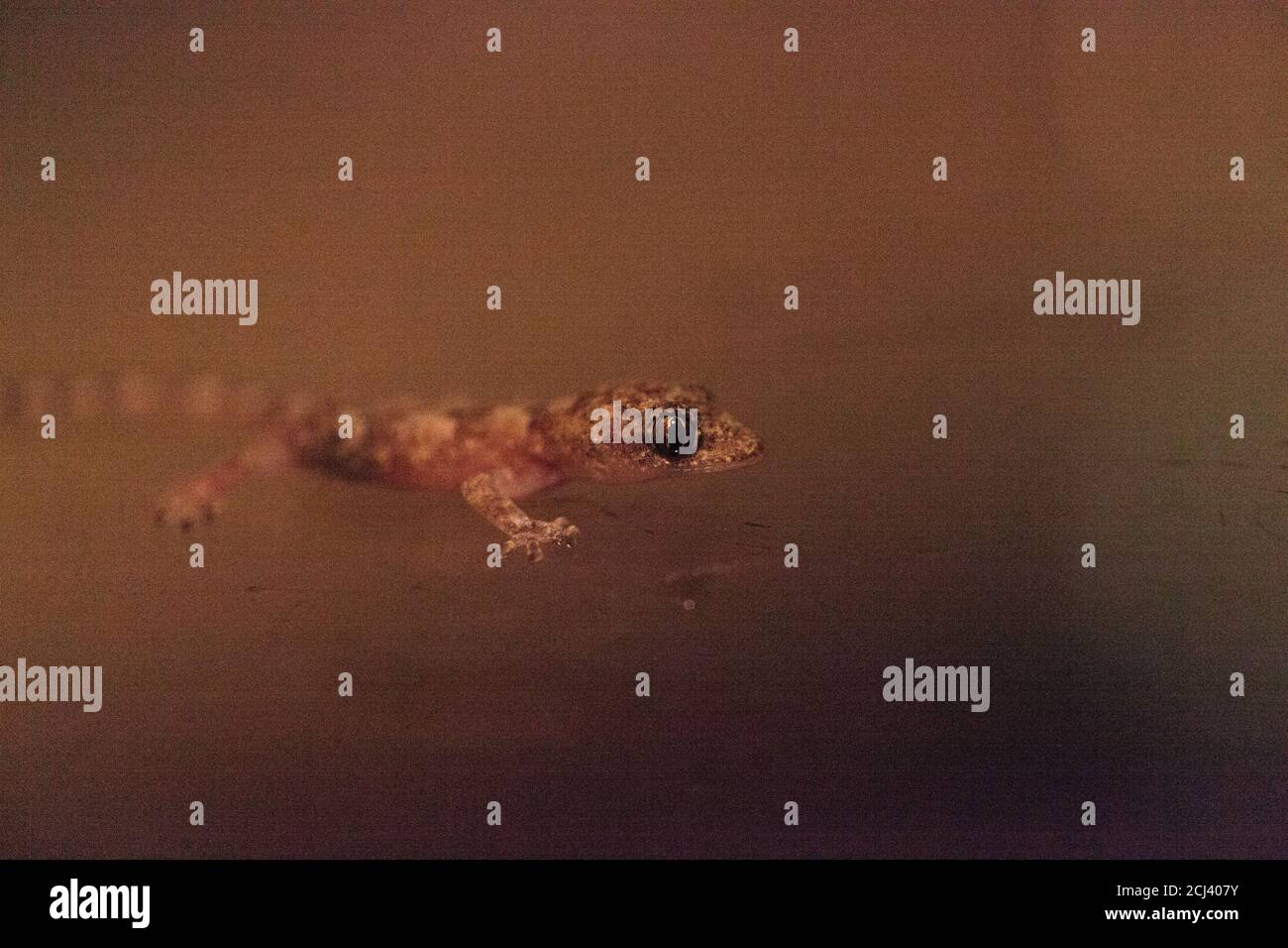 Baby Tropical house gecko Hemidactylus mabouia climbs across a window ...