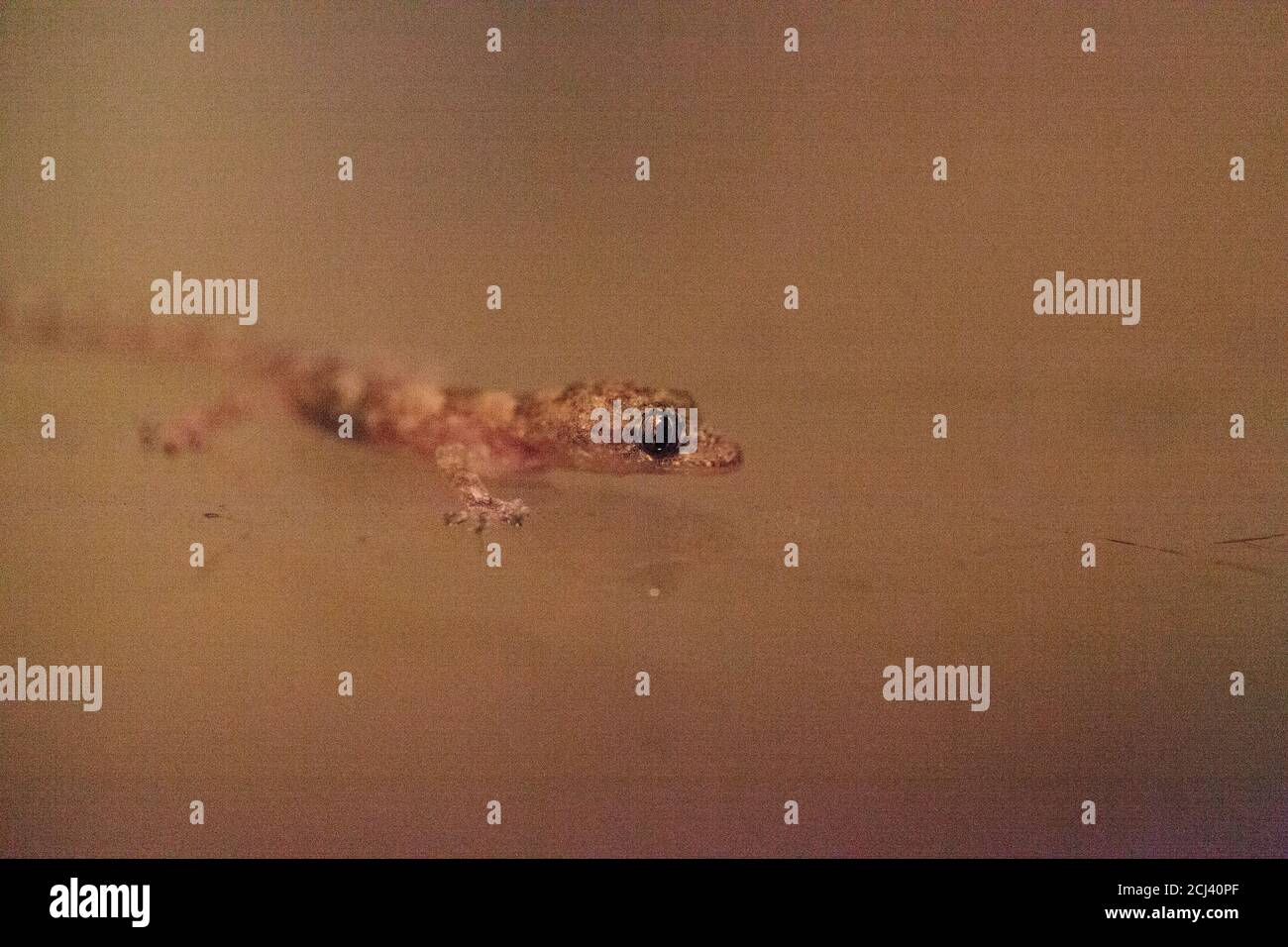 Baby Tropical house gecko Hemidactylus mabouia climbs across a window ...