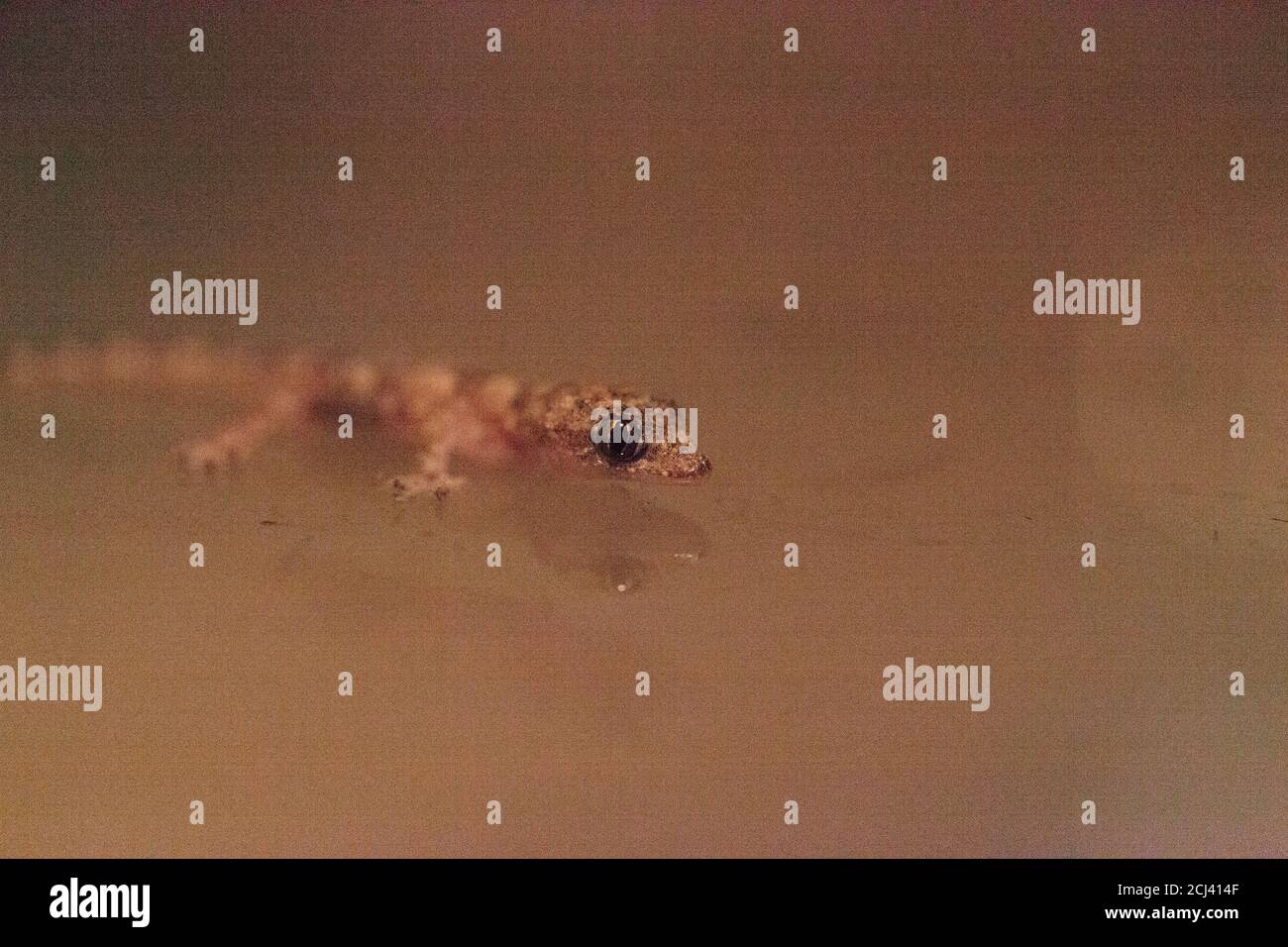 Baby Tropical house gecko Hemidactylus mabouia climbs across a window ...