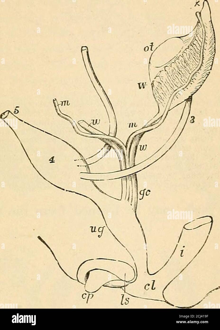 . A text-book of comparative physiology for students and practitioners ...