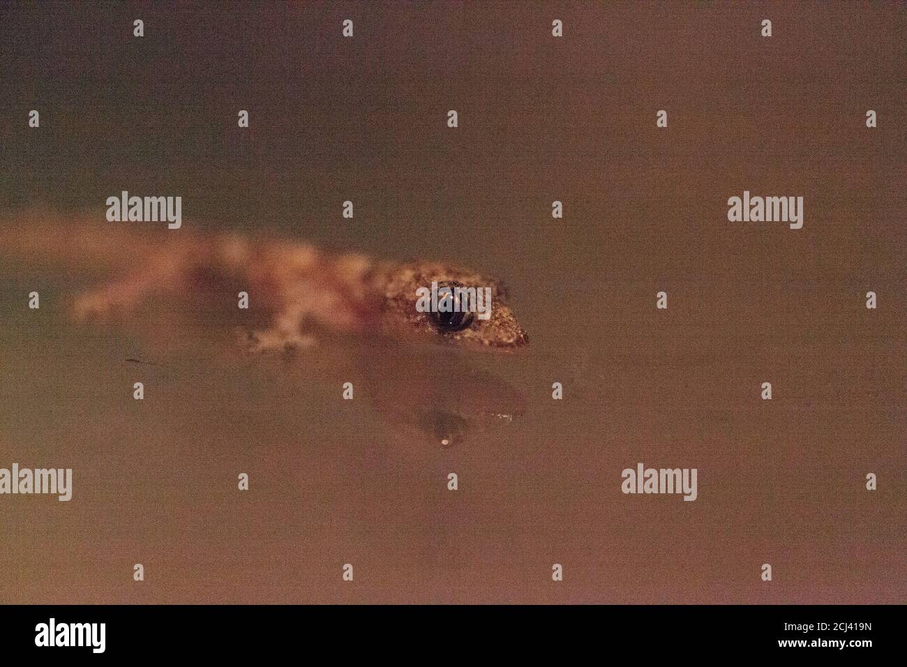 Baby Tropical house gecko Hemidactylus mabouia climbs across a window ...