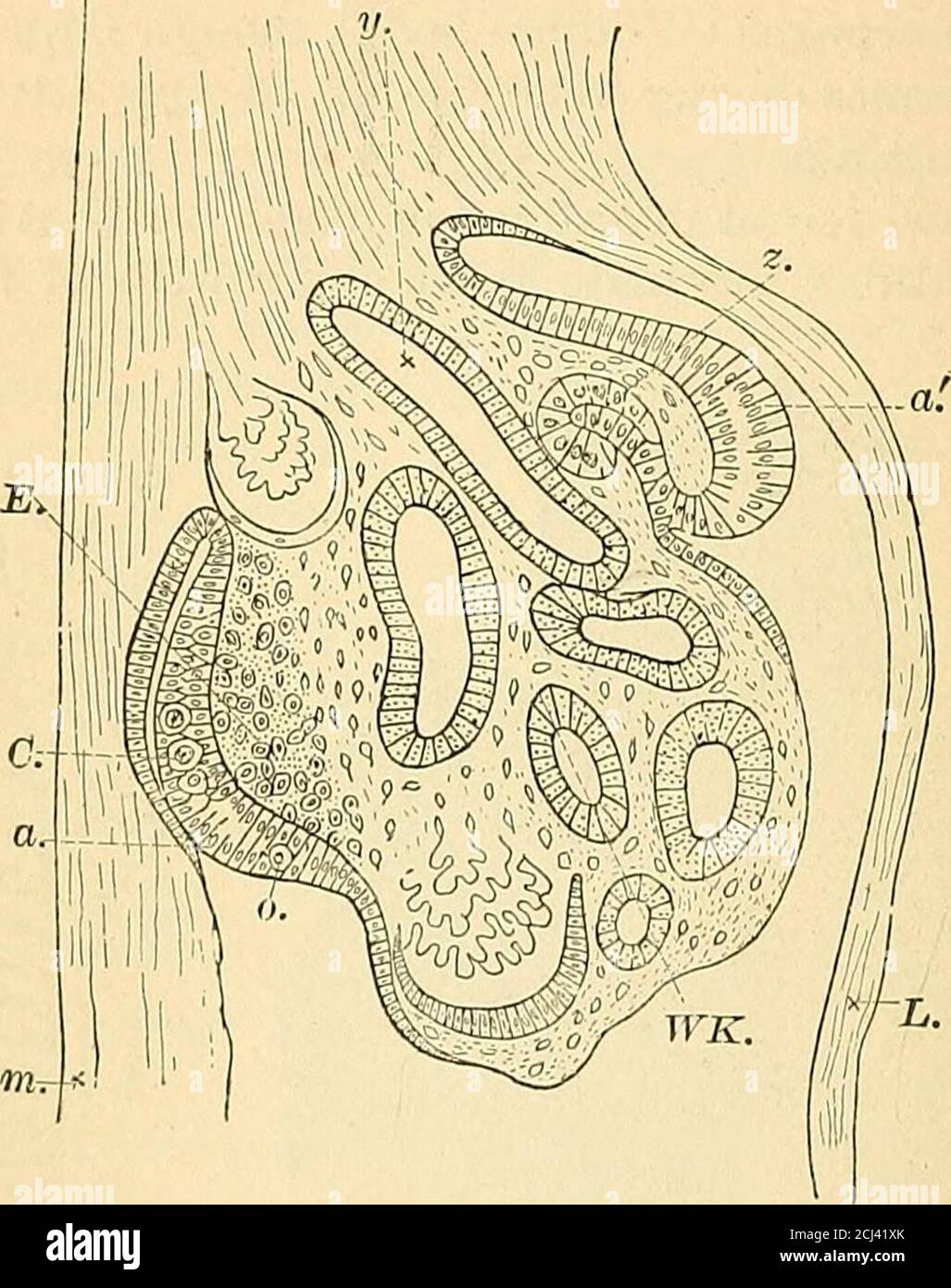 . A text-book of comparative physiology for students and practitioners ...