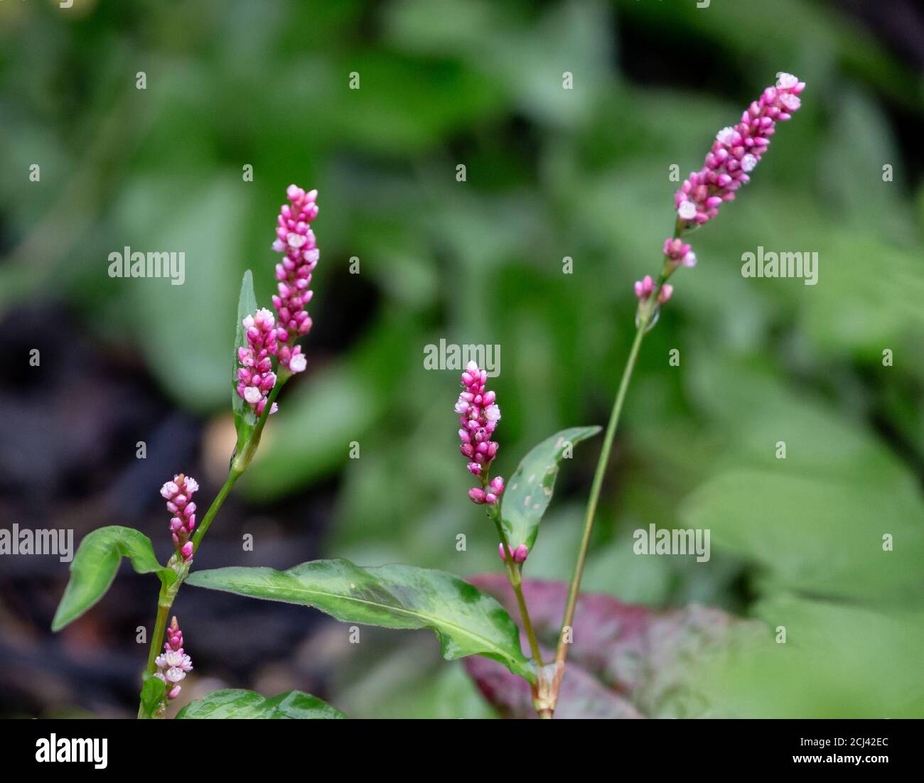 Selective focus shot of Redshank branches Stock Photo - Alamy
