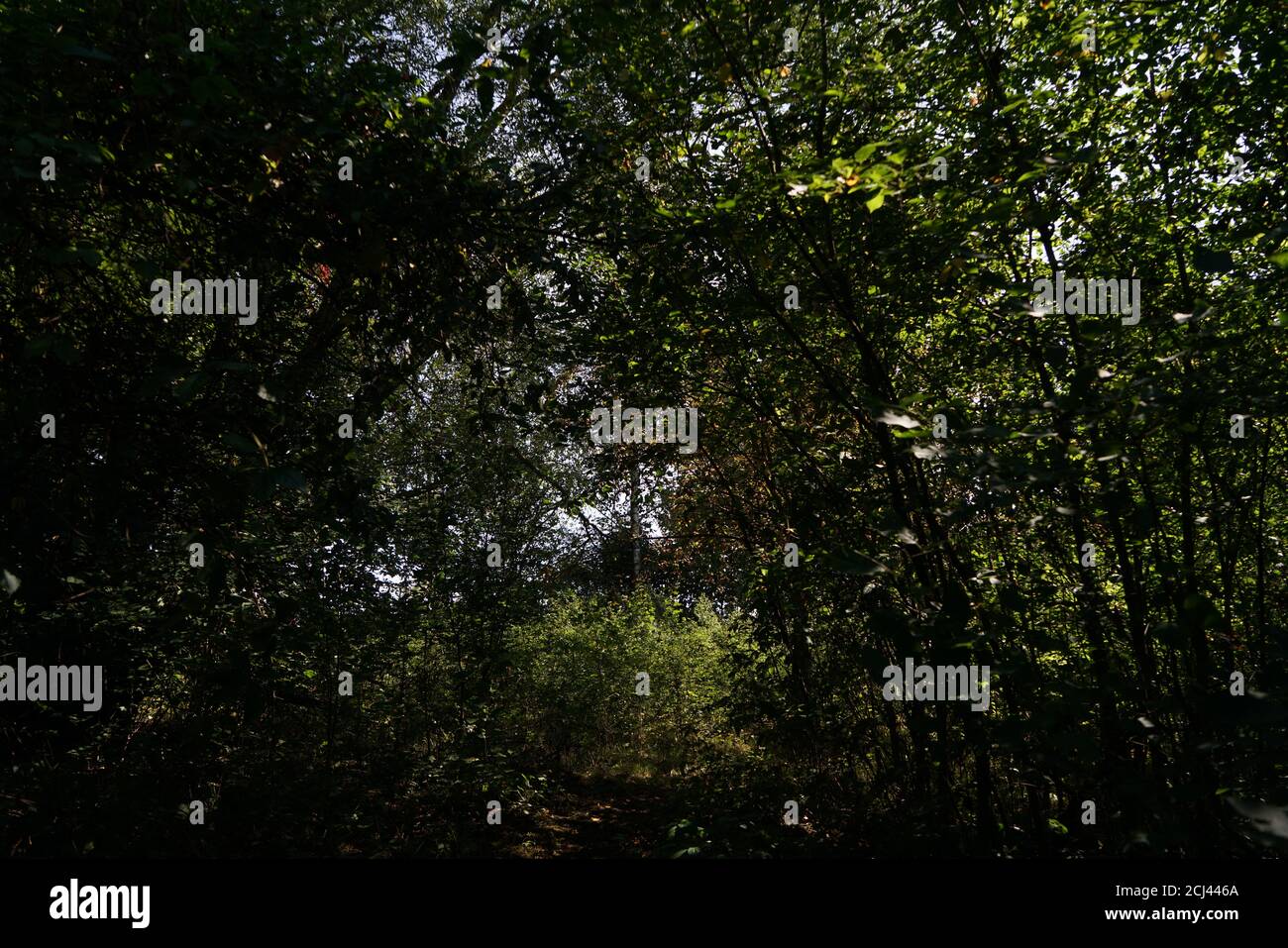 Beautiful shot of dense messy forest foliage in the summer Stock Photo ...