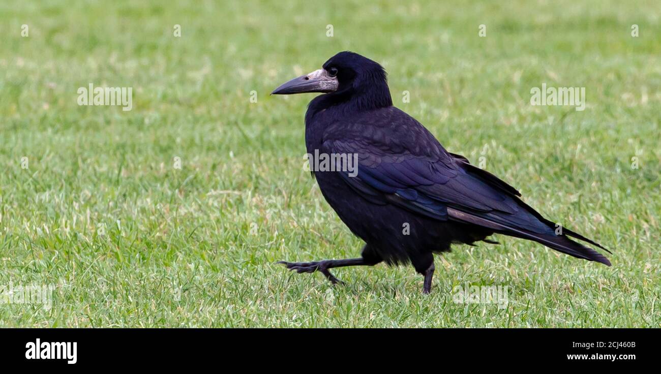 Closeup shot of a crow under the sunlight Stock Photo - Alamy