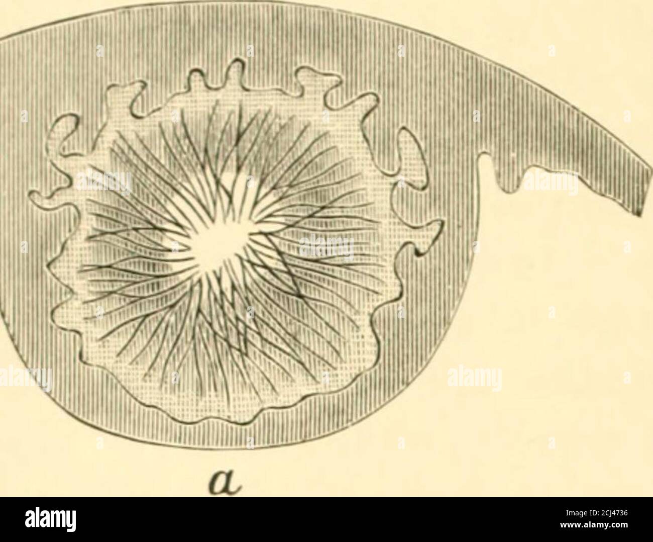. The science and art of midwifery . 54 PHYSIOLOGY OF THE OVUM. b. Fig ...
