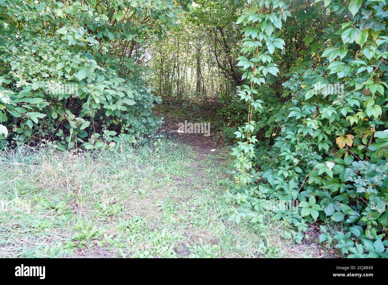 Beautiful shot of dense messy forest foliage in the summer Stock Photo ...