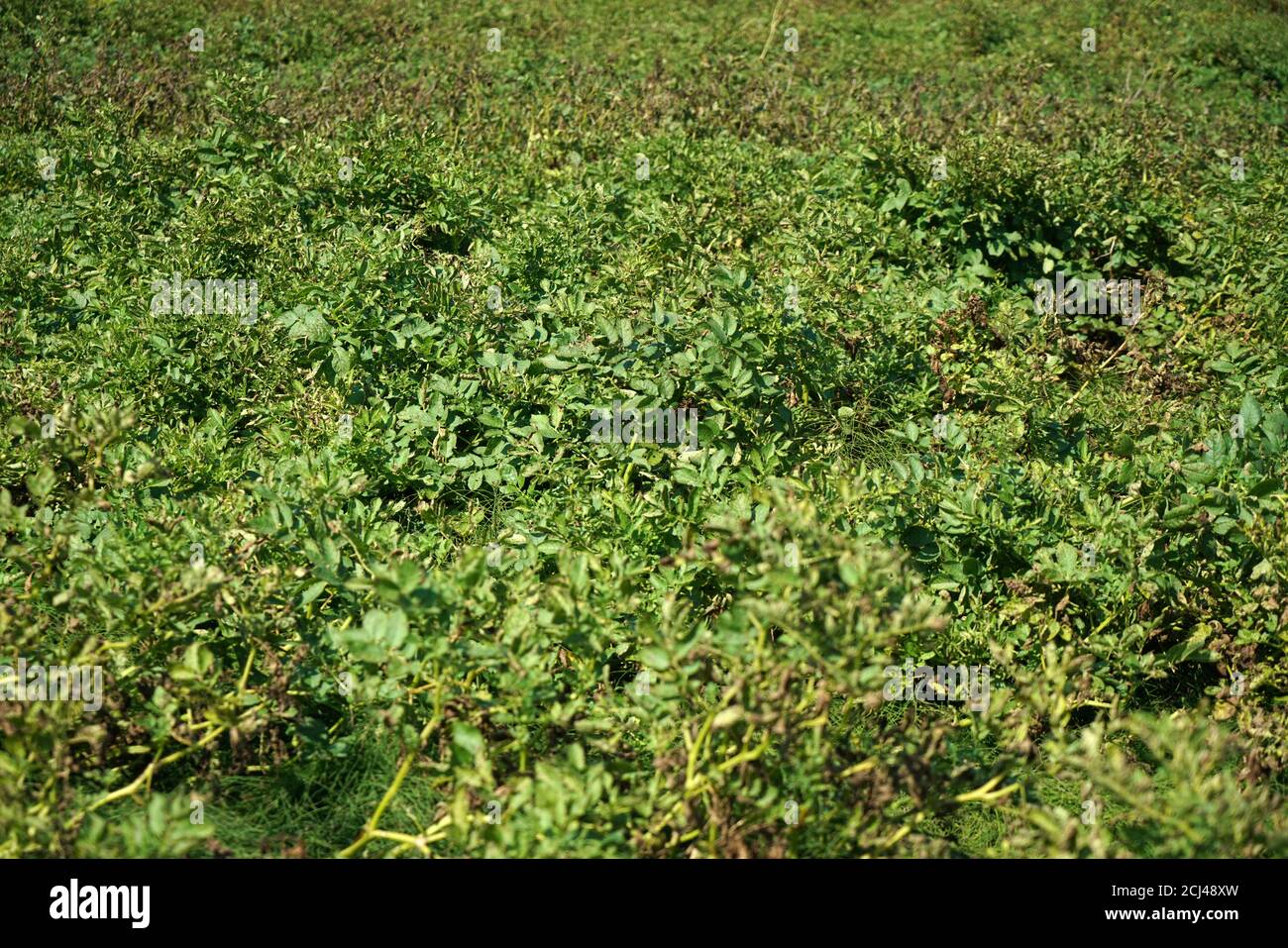 Closeup shot of dense messy forest foliage in the summer Stock Photo ...