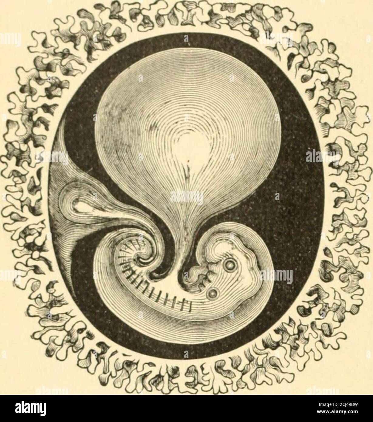 Haeckel embryo hi-res stock photography and images - Alamy