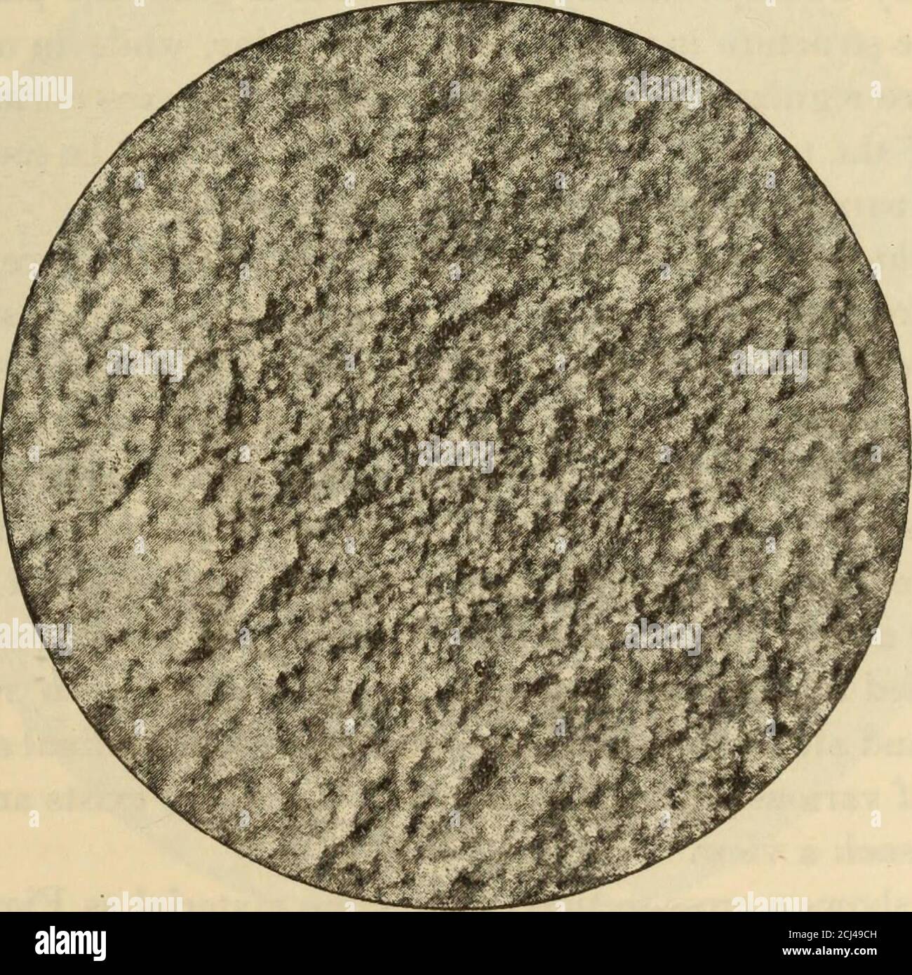 Microscopic straight out hi-res stock photography and images - Alamy