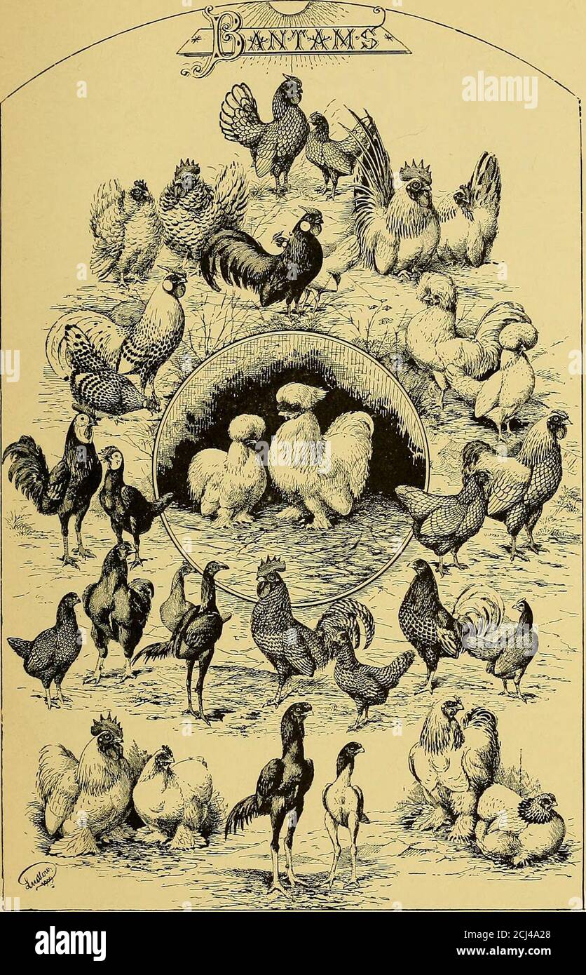 Modern game bantam hi-res stock photography and images - Alamy