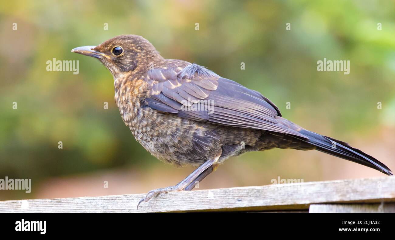 Closeup shot of a bird on blurred background Stock Photo - Alamy