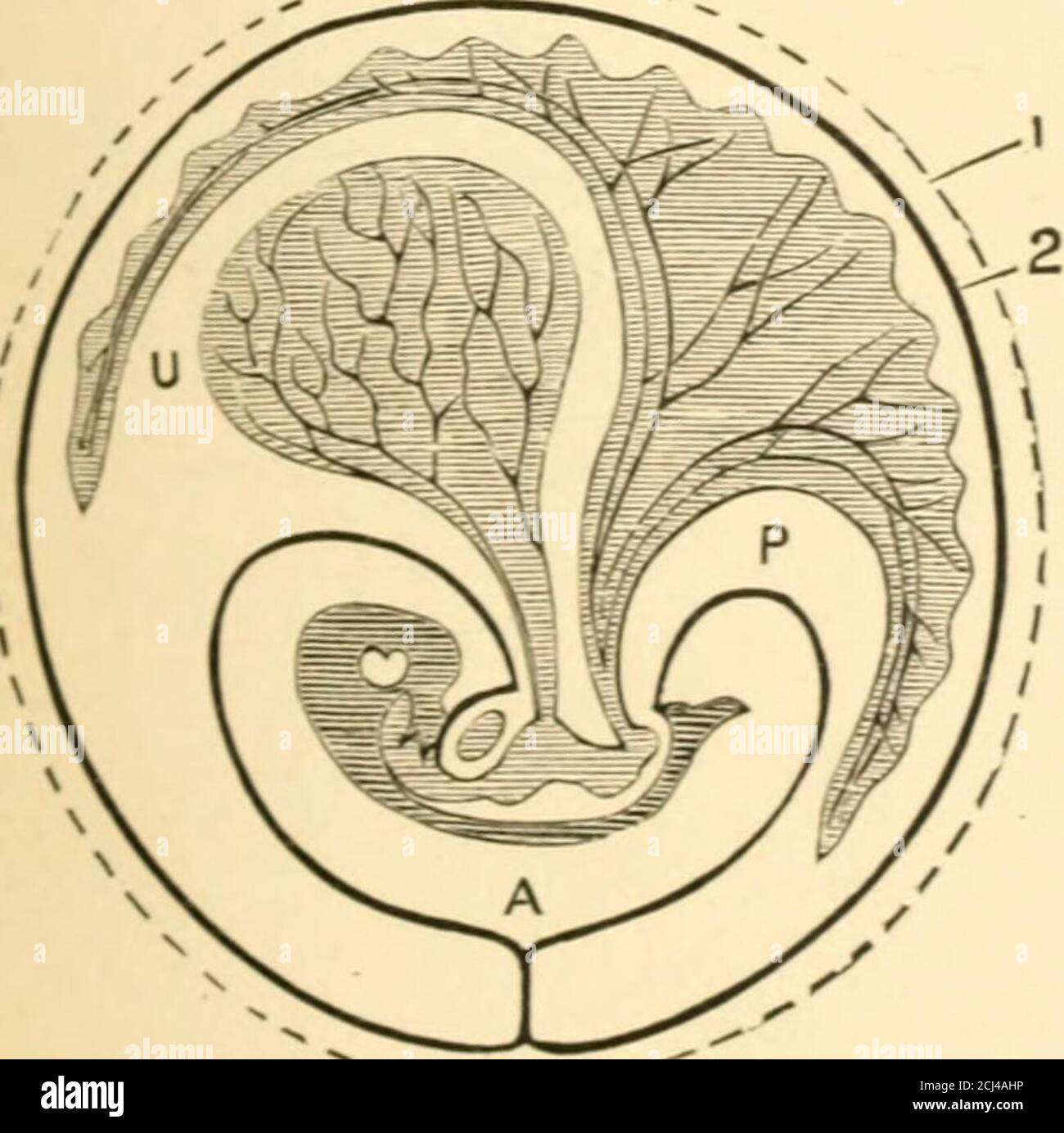 Placenta formation hi-res stock photography and images - Alamy