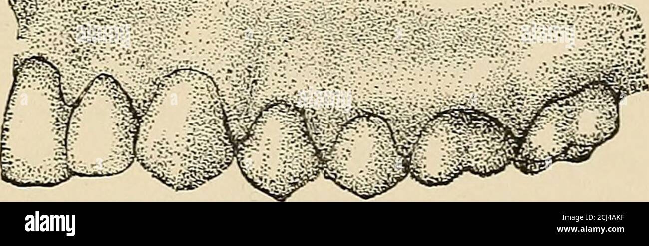 . Descriptive anatomy of the human teeth . Fig. 140.—Actual size.. Fig ...