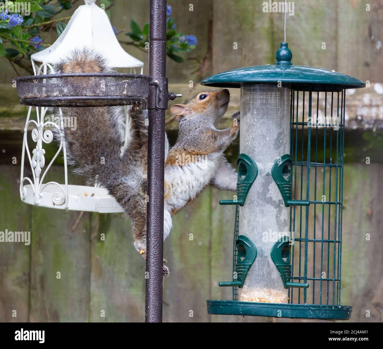 Closeup shot of a cute chipmunk jumping on a birdcage Stock Photo - Alamy