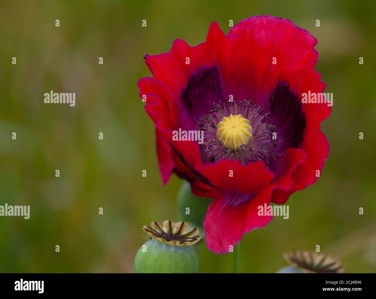 Selective focus shot of blossoming red poppy Stock Photo - Alamy