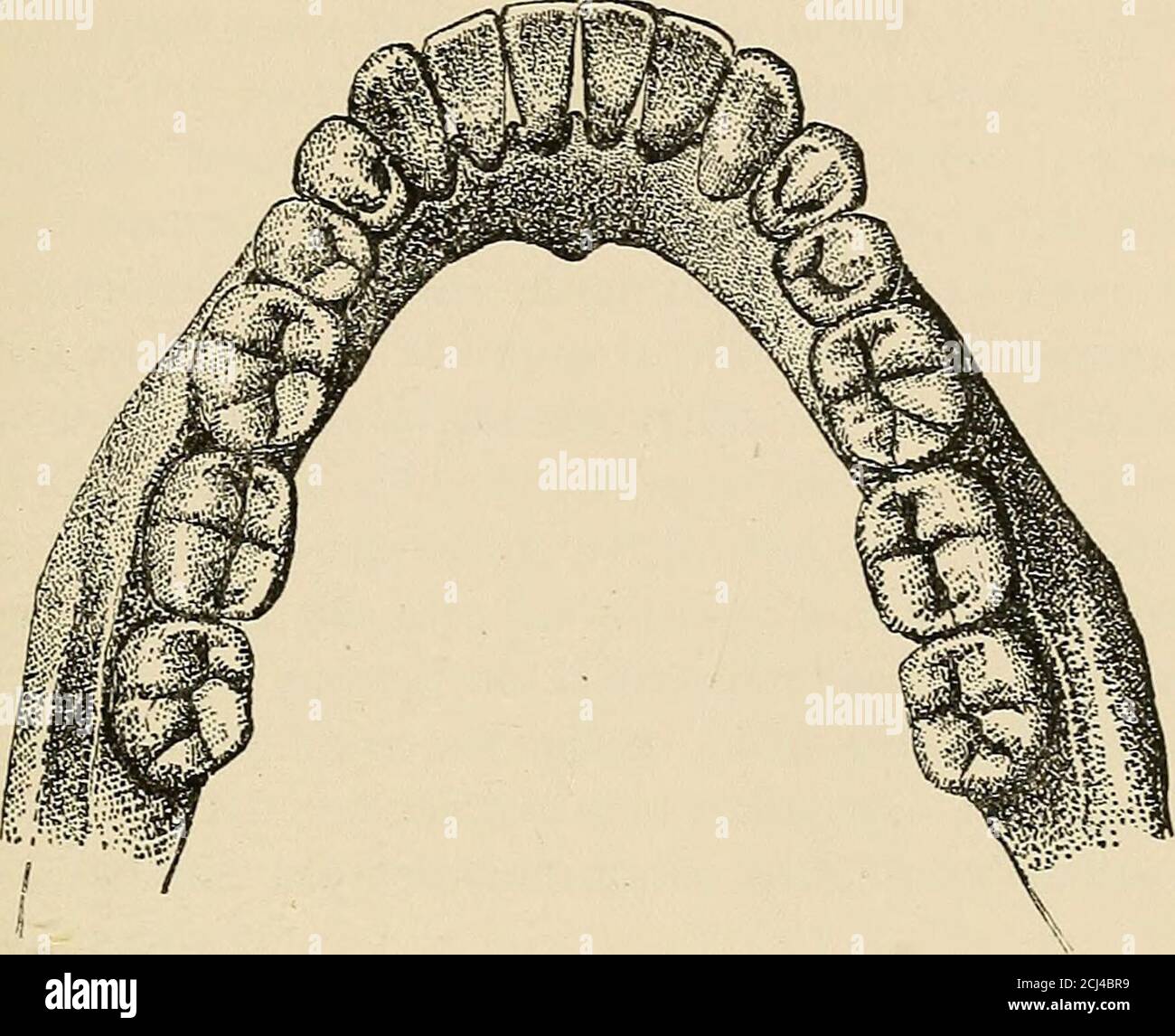 . Descriptive anatomy of the human teeth . inner plates linethe alveoli ...