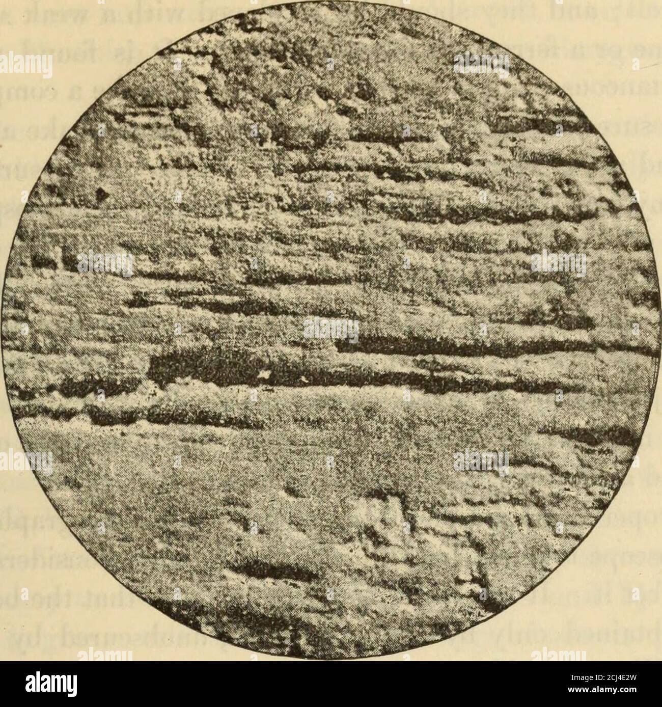 . Transactions . White pig-iron. X 20 diameters. THE MICROSCOPIC ...