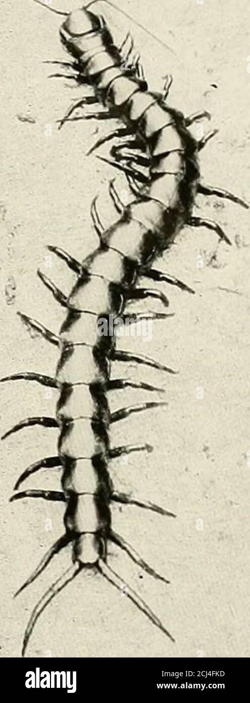 Giant centipede spider hi-res stock photography and images - Alamy