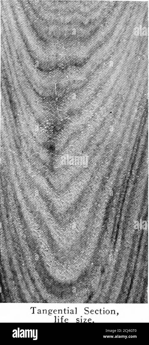 . Wood and forest . Cross-section,n]agnified 3^14 diameters.. 80 WUUIJ ...