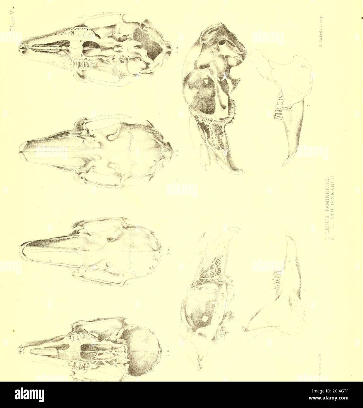 . Scientific results of the second Yarkand mission: based upon the ...
