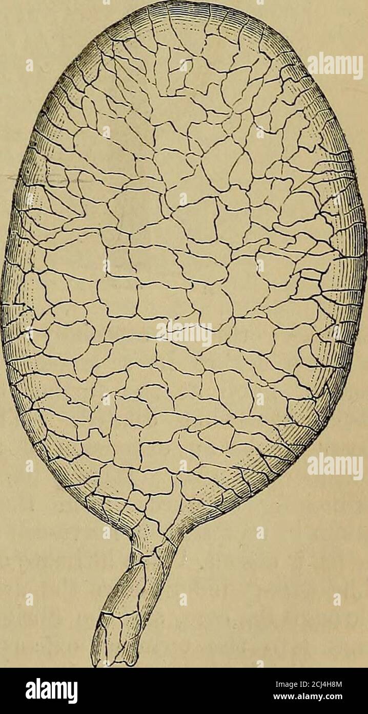 . Quain's elements of anatomy . corpuscle froh the Fig. n MESENTERY OF ...