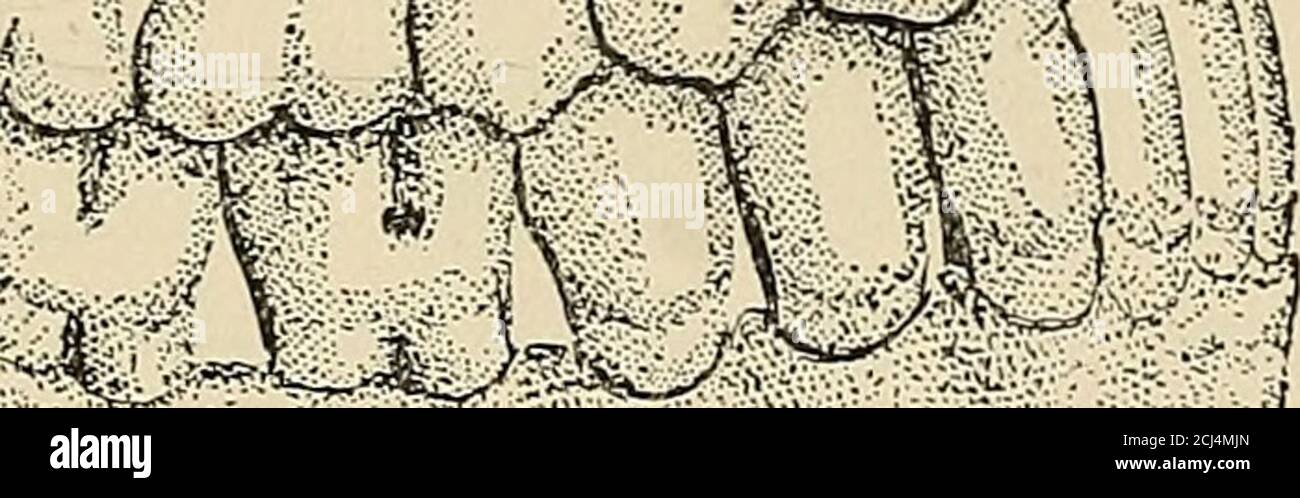 Embrasure teeth hi-res stock photography and images - Alamy