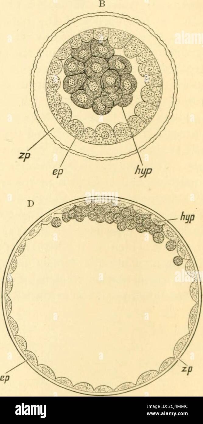 . The science and art of midwifery . Fig. 84. Formation f tin ...