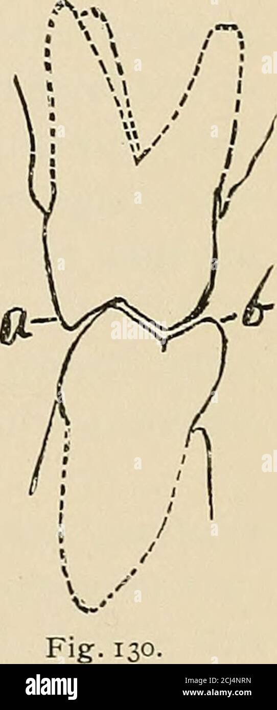 . Descriptive anatomy of the human teeth . Fig. 127*- (Par. 1S7 ...