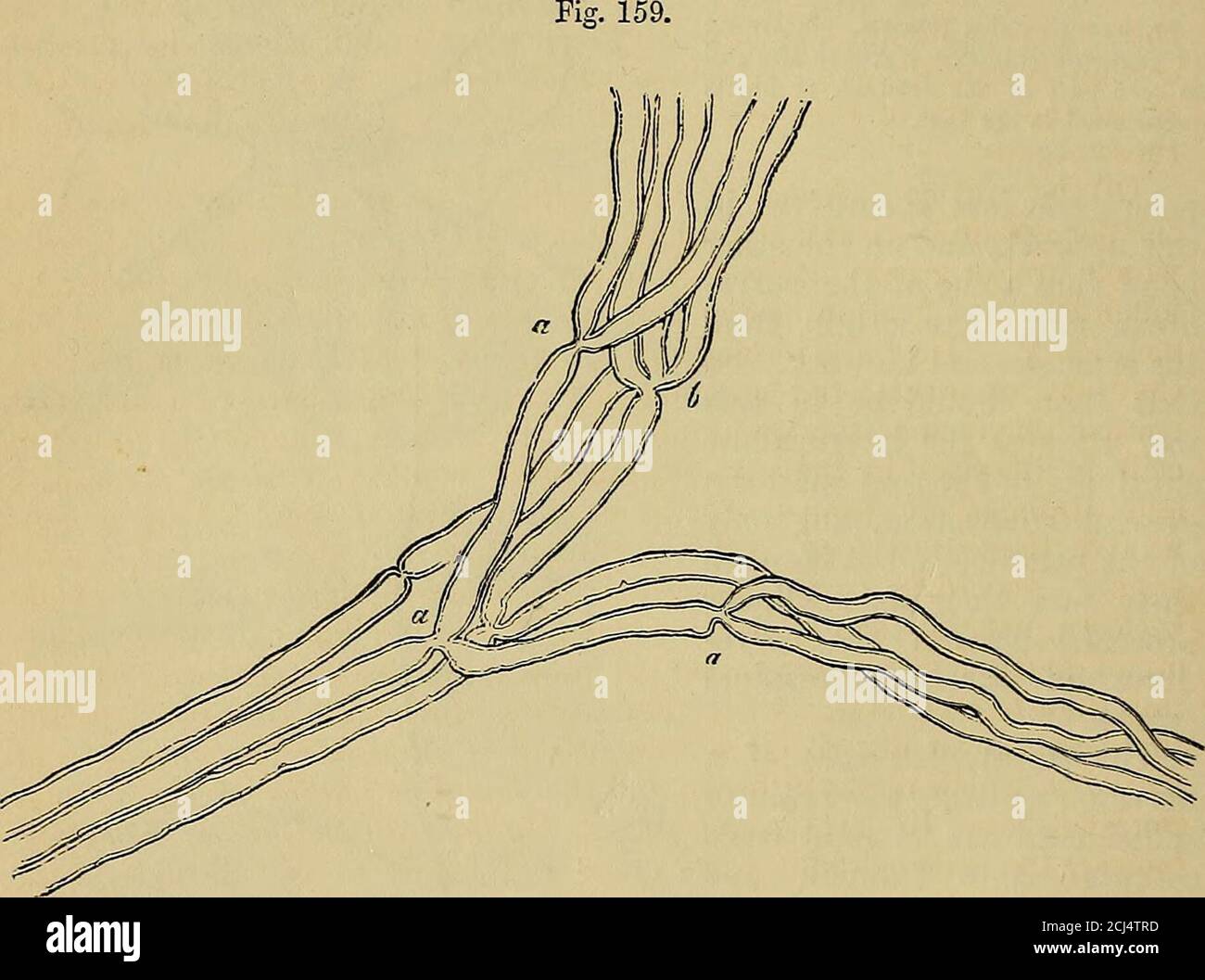 Primitive nervous system hi-res stock photography and images - Alamy