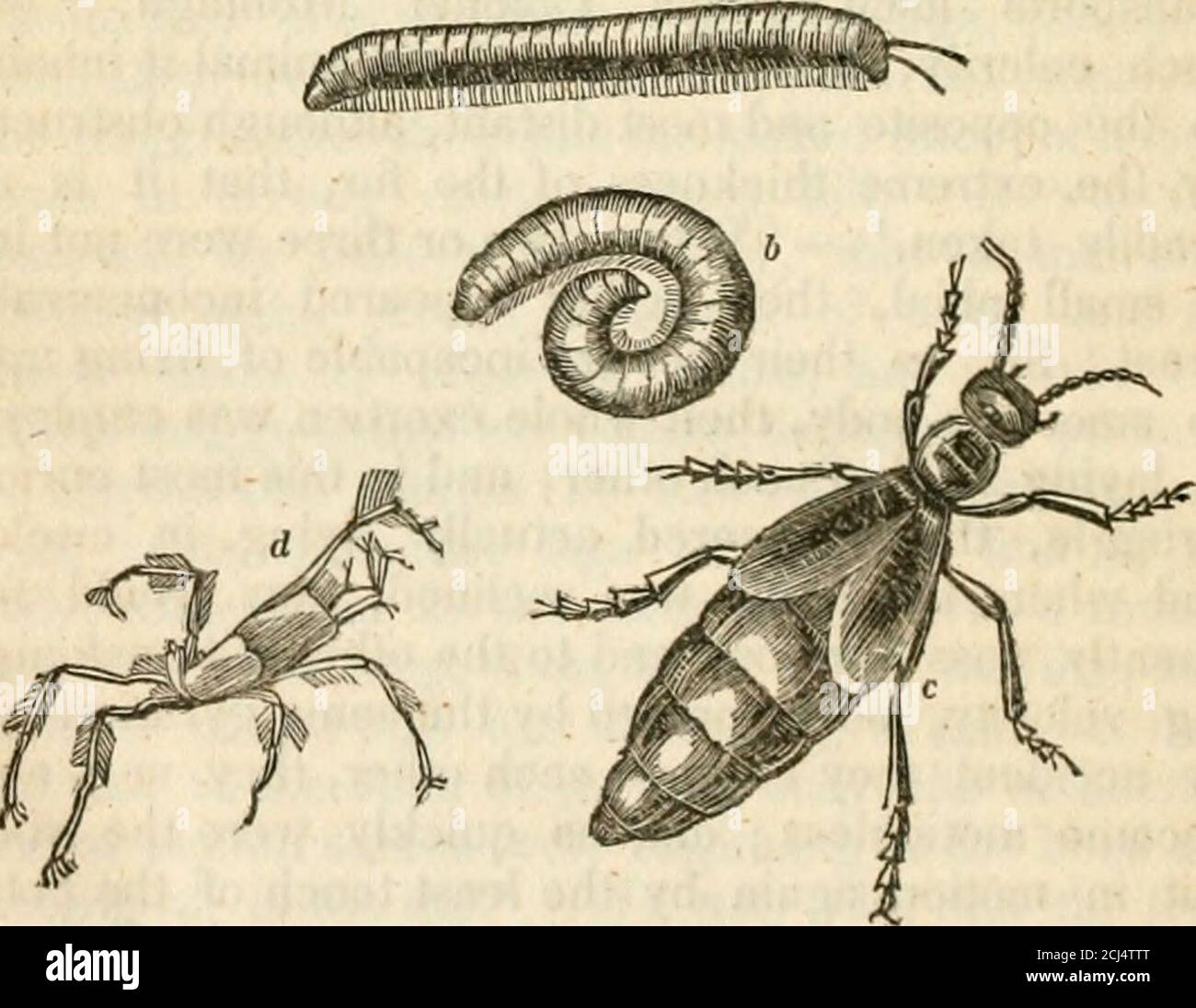 Insecthunter hi-res stock photography and images - Alamy