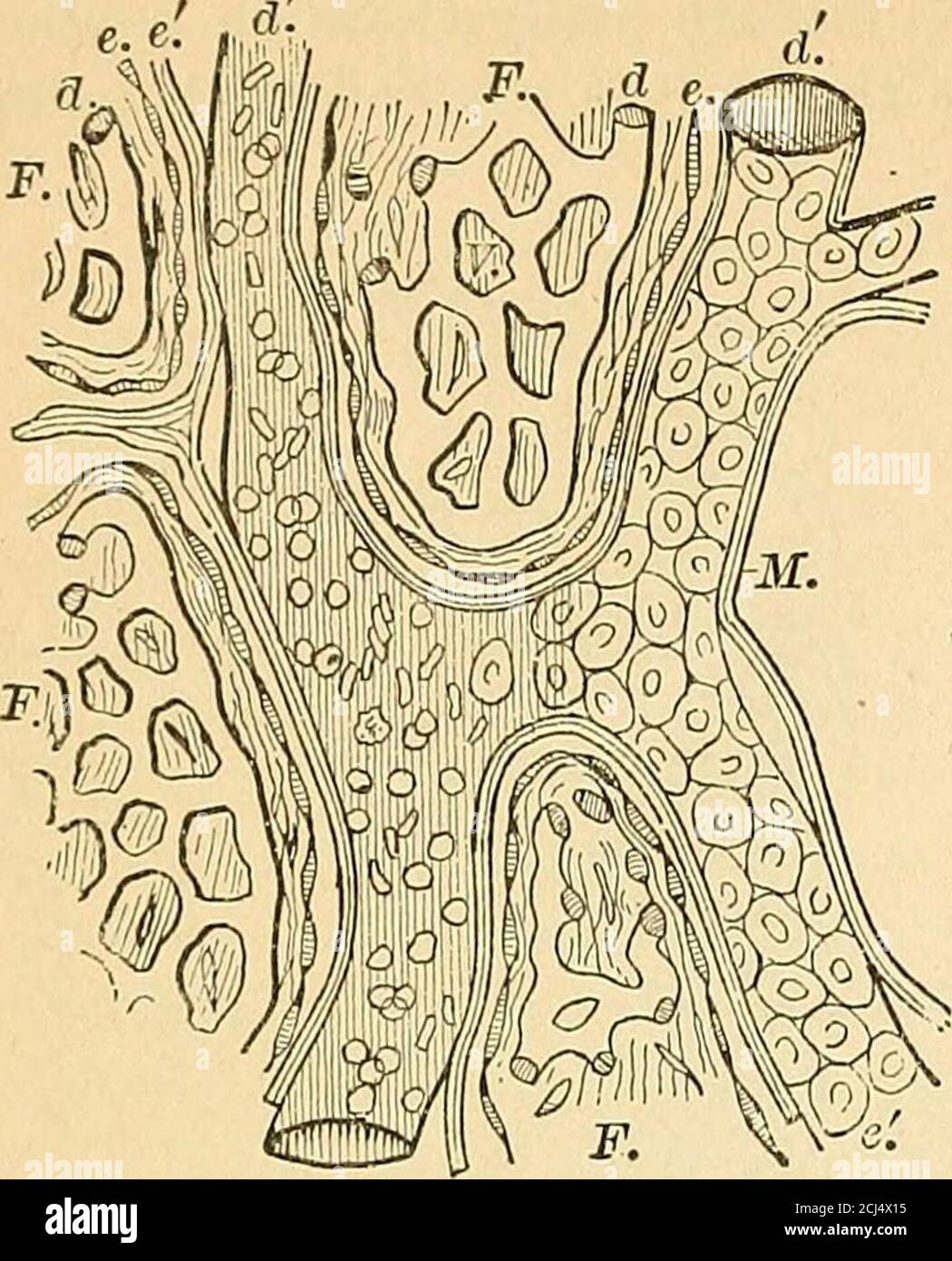 Placenta from cow hi-res stock photography and images - Alamy