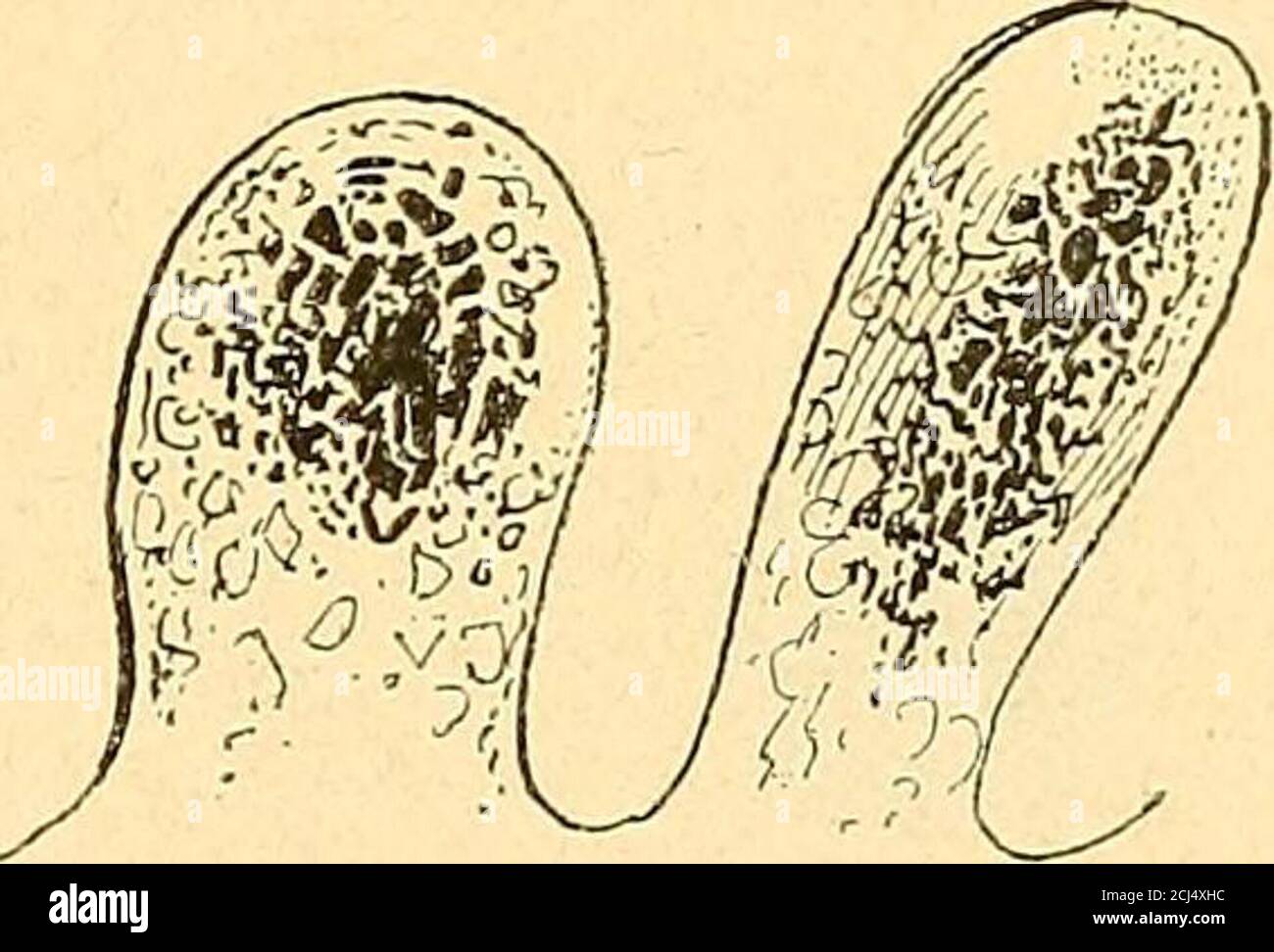 Menschliche leichen hi-res stock photography and images - Alamy