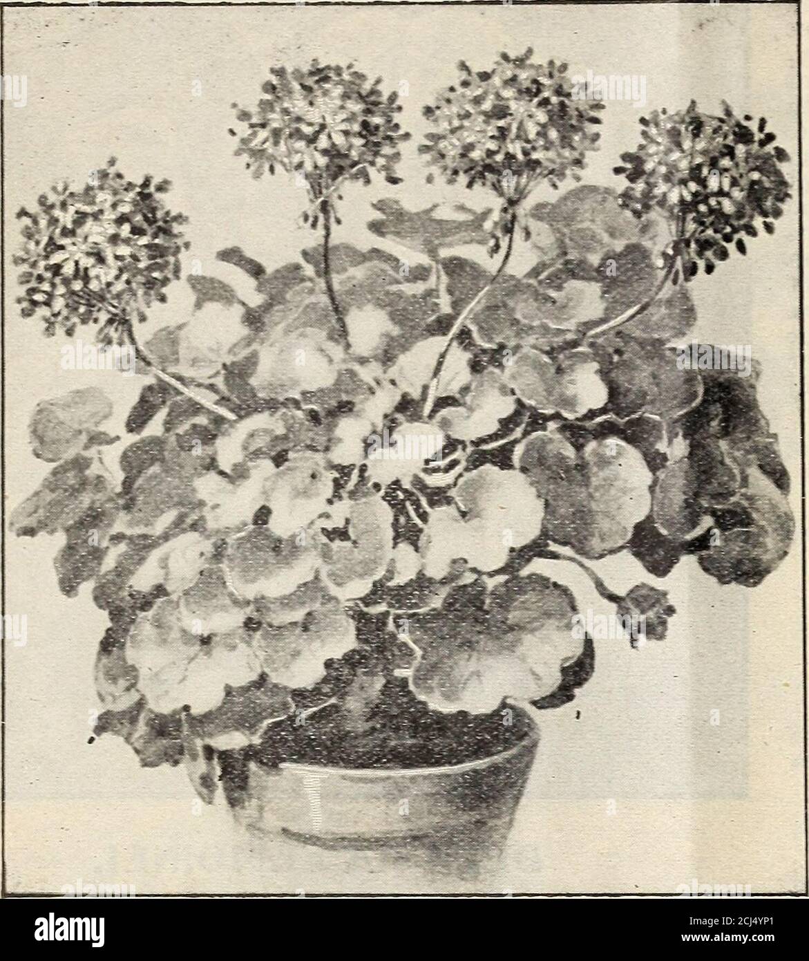 . Lovett's special catalogue of roses geraniums cannas palms carnations ...