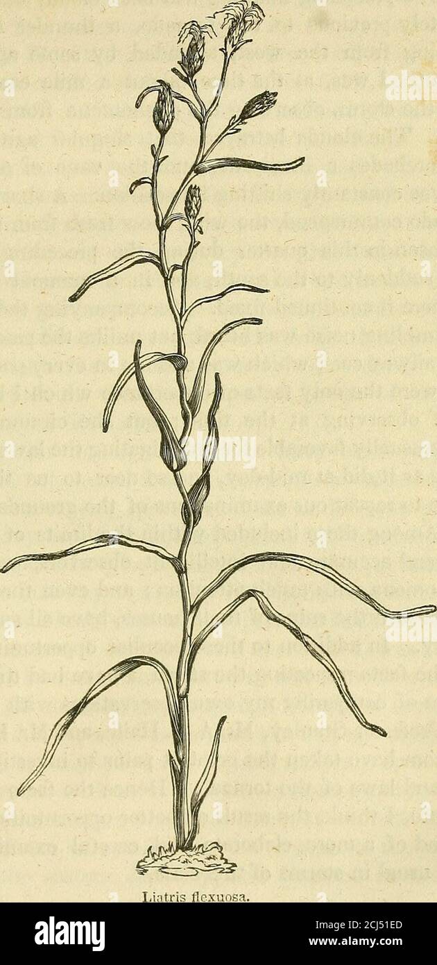 Ciliate at the base hi-res stock photography and images - Alamy