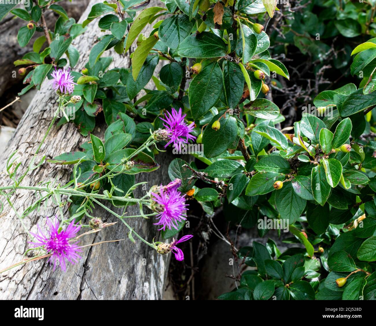 White wild spring flowers floral blooming flowering hi-res stock ...