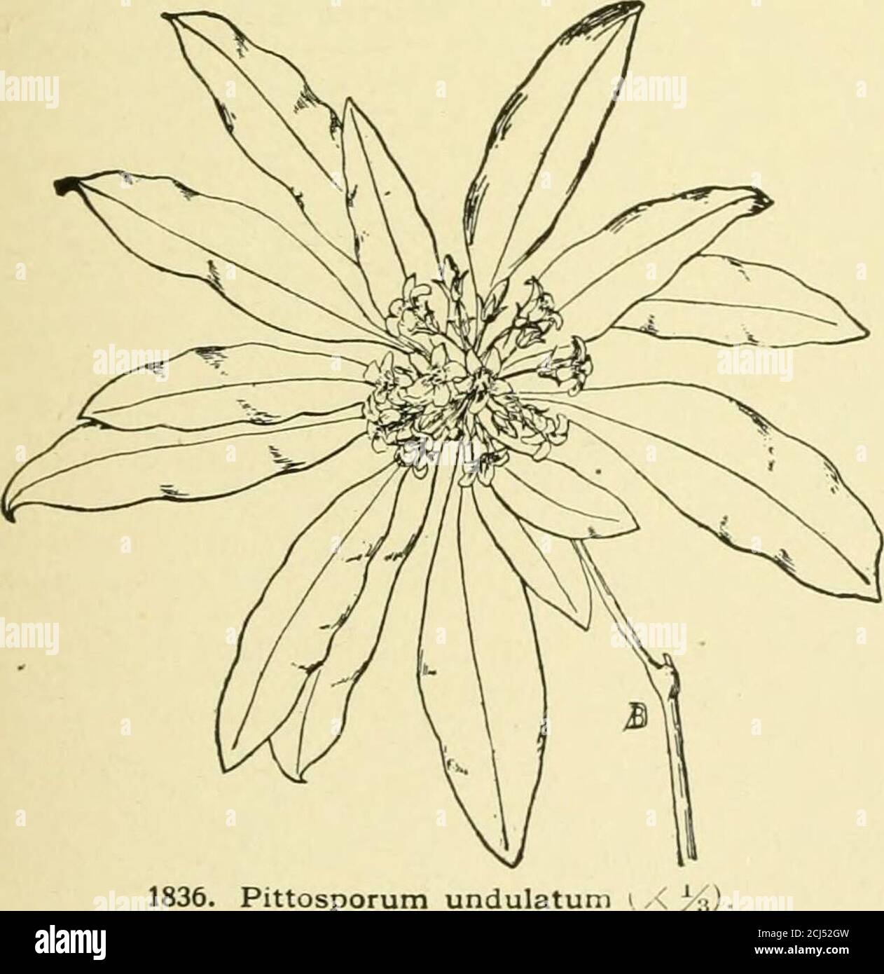 Acuminate tips hi-res stock photography and images - Alamy
