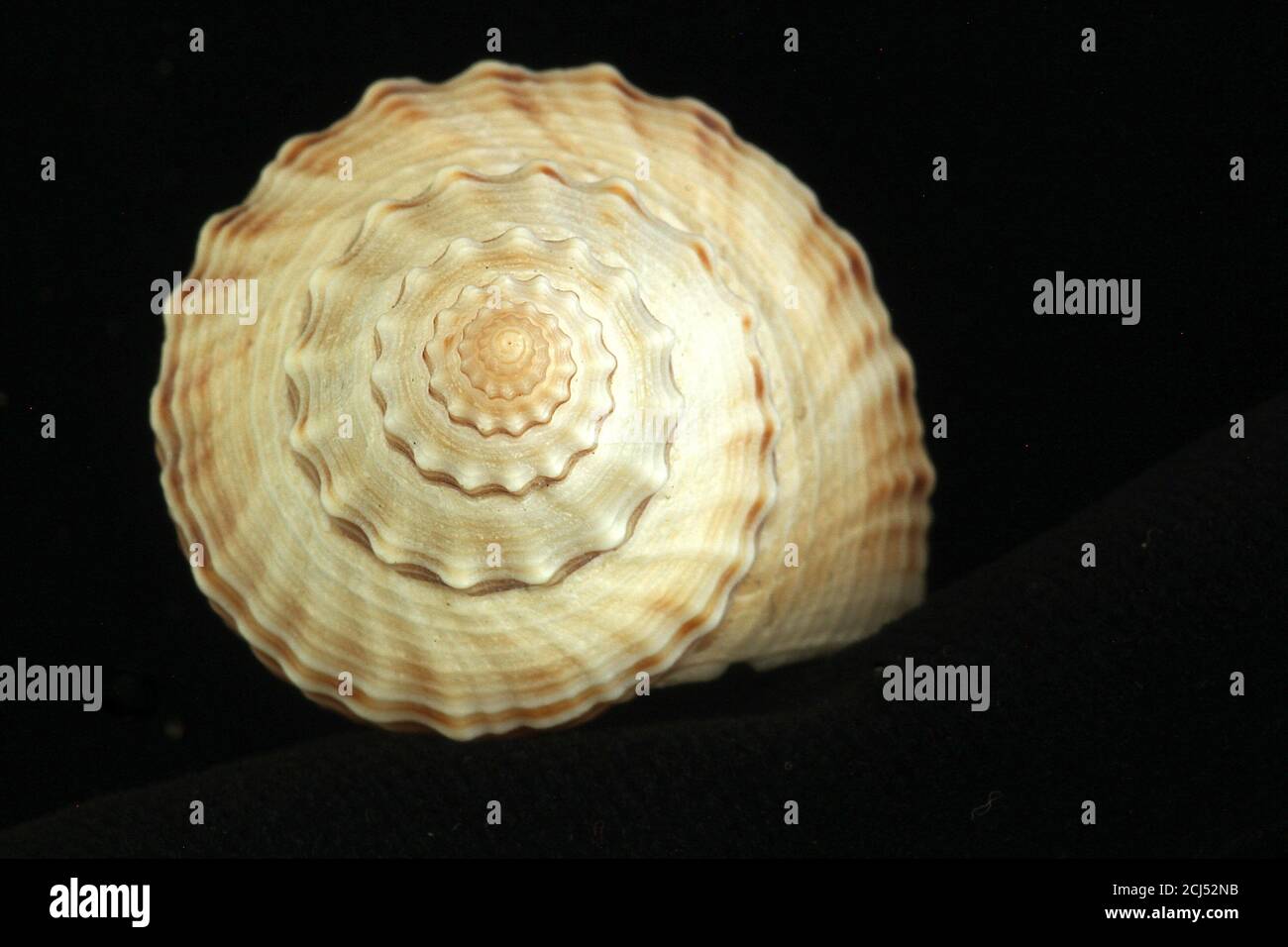 Marine gastropod shells studio images on black Stock Photo - Alamy
