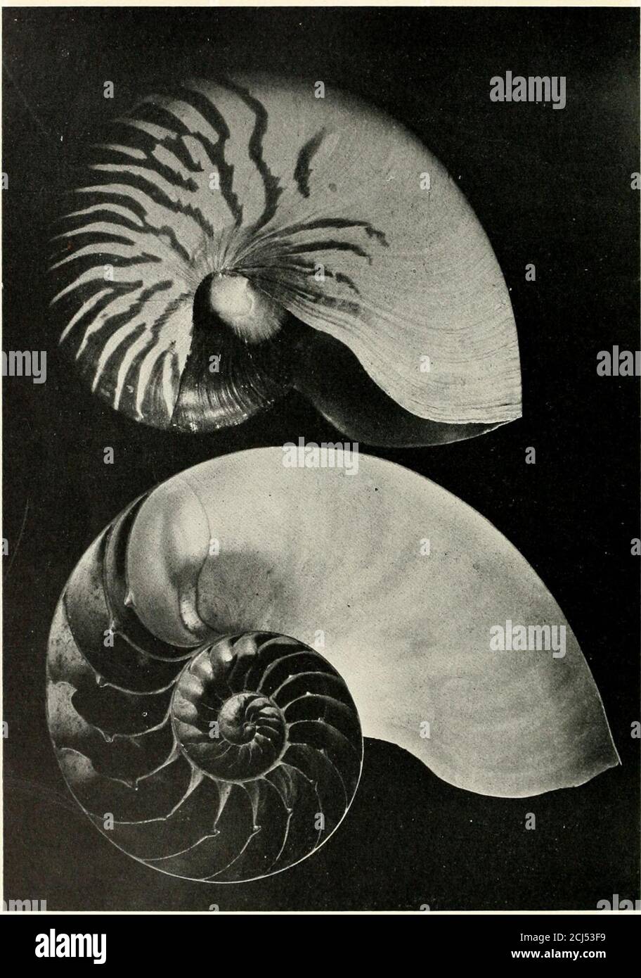. The shell book . Egg cradle of the Paper Nautilus, Argonwla Argo ...