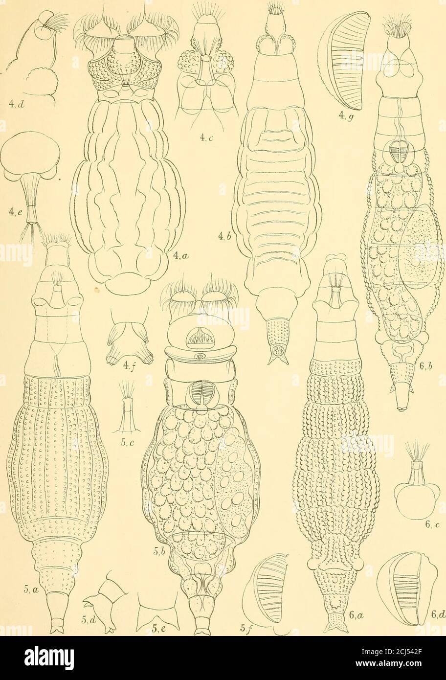 Philodina rotifera hi-res stock photography and images - Alamy