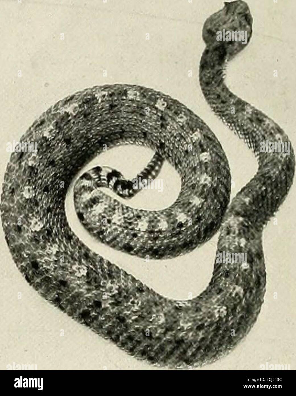 . Zoological Society bulletin . JARARACA. HORNED RATTLESNAKE ...