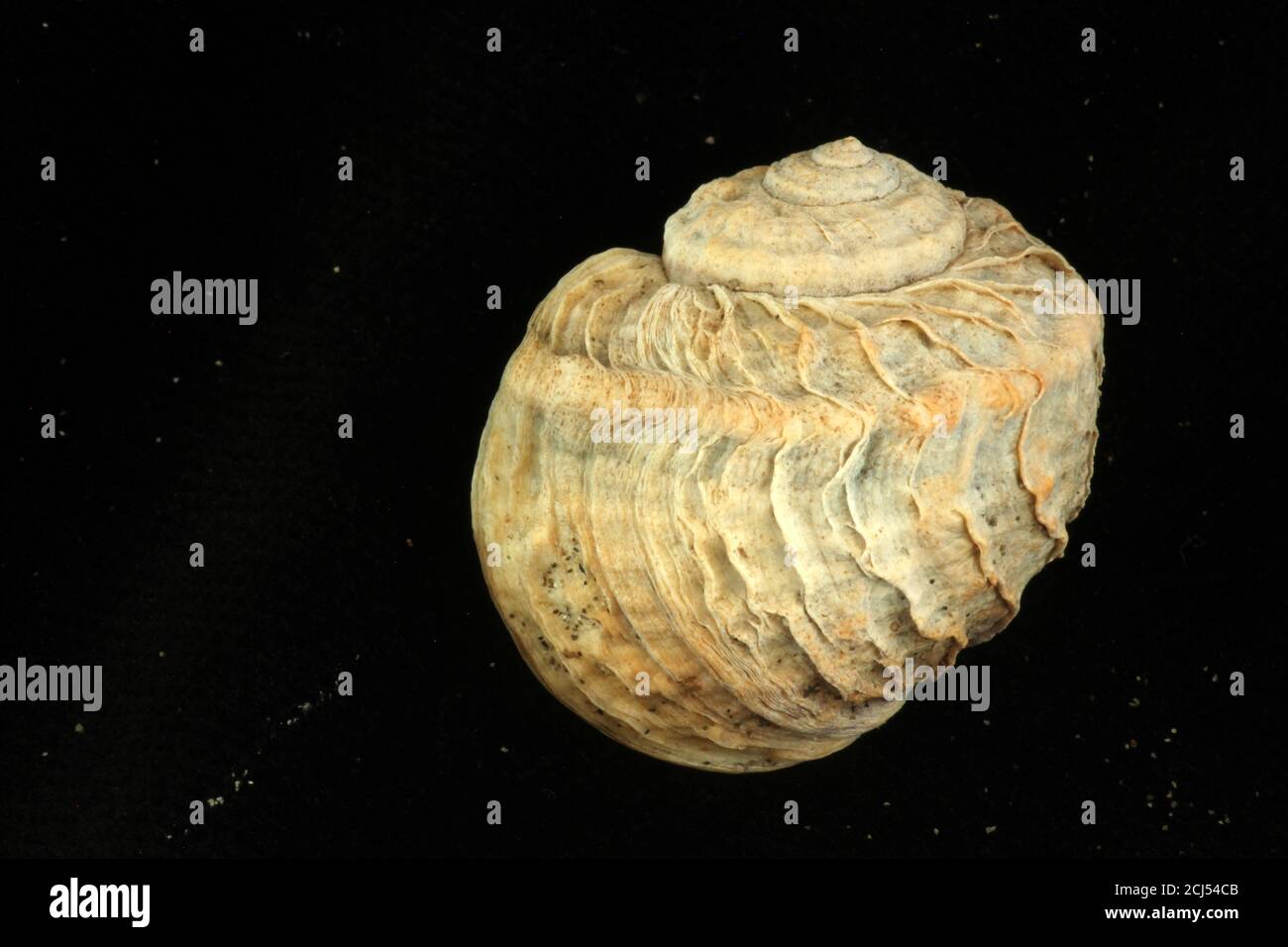 Marine gastropod shells studio images on black Stock Photo - Alamy