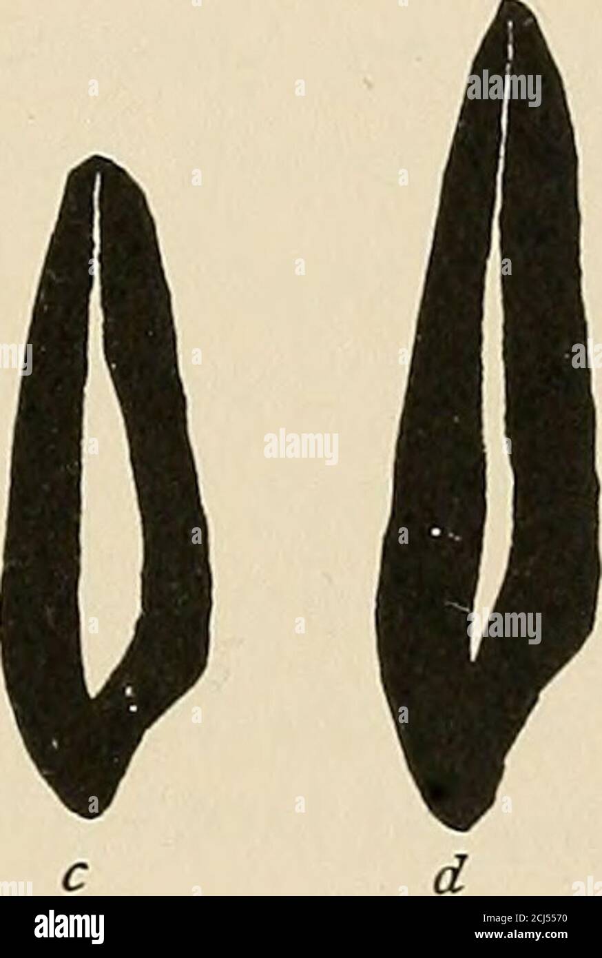 . Descriptive anatomy of the human teeth . Fig. no. Fig. 108* (Par. 160 ...