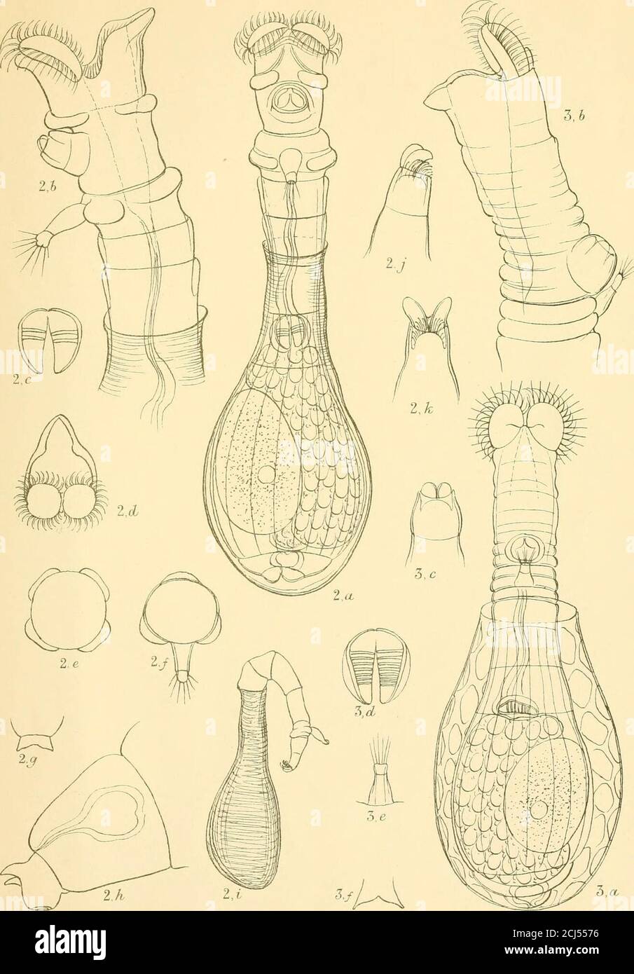 Callidina hi-res stock photography and images - Alamy