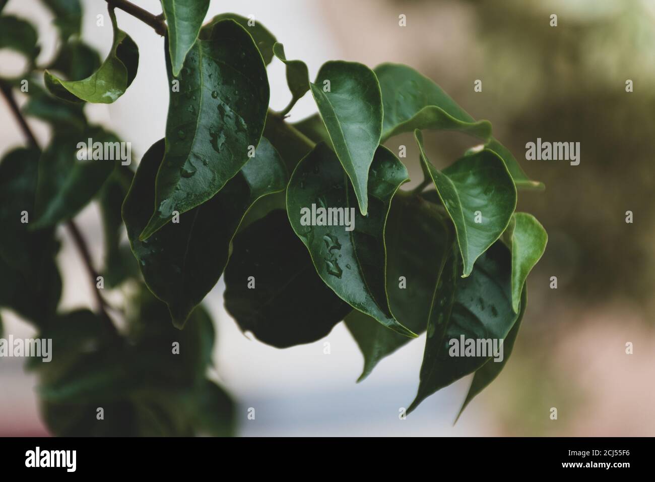 autumn is here Stock Photo - Alamy