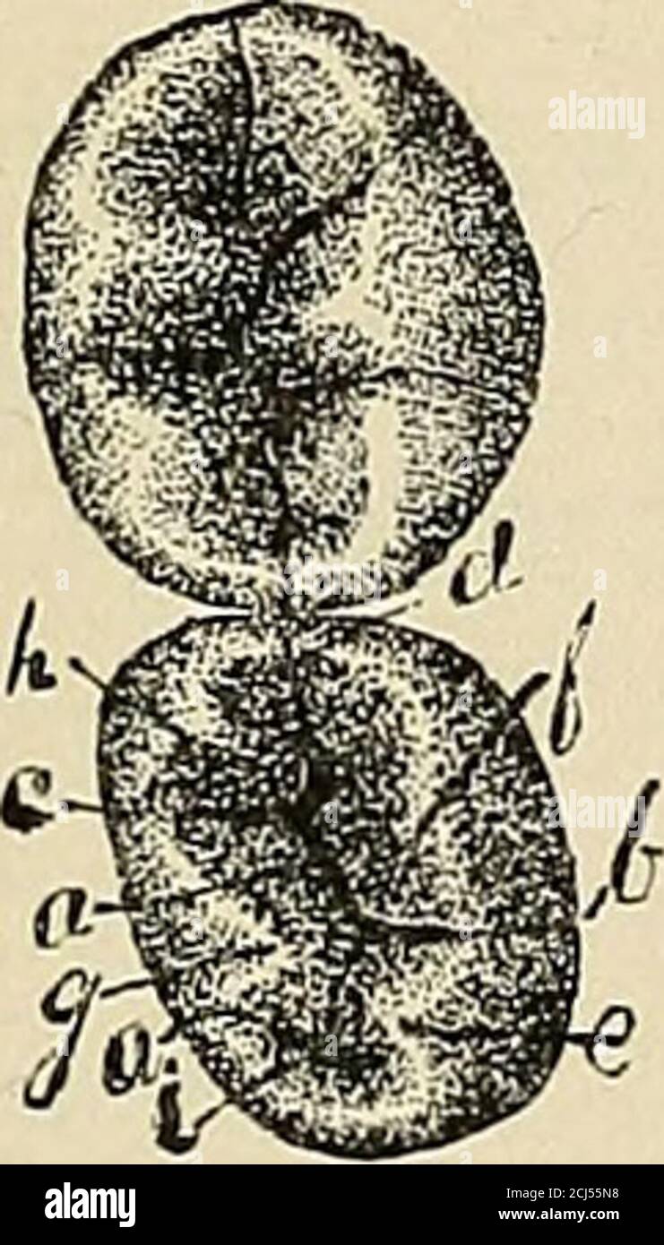 . Descriptive anatomy of the human teeth . Fig. 99. Fig. 100. Fig loi ...