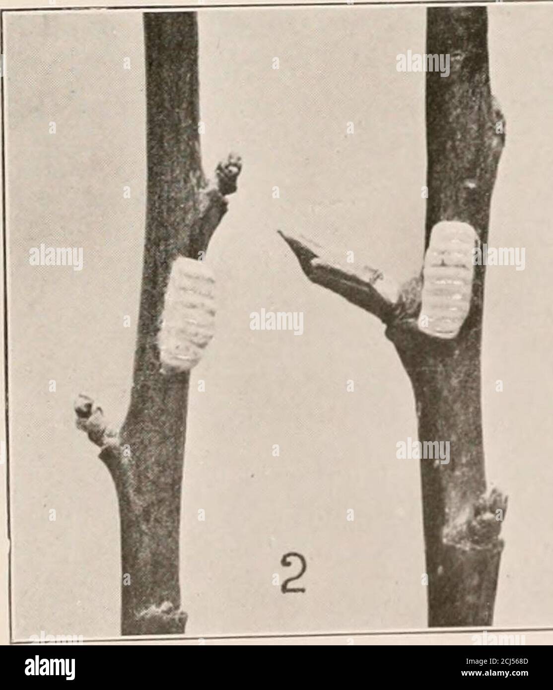 Guide to the insects of connecticut hi-res stock photography and images ...