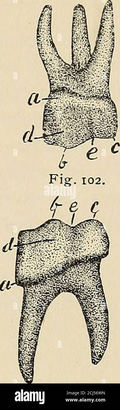 . Descriptive anatomy of the human teeth . Fig. 96. Fig- 97- Fig:.