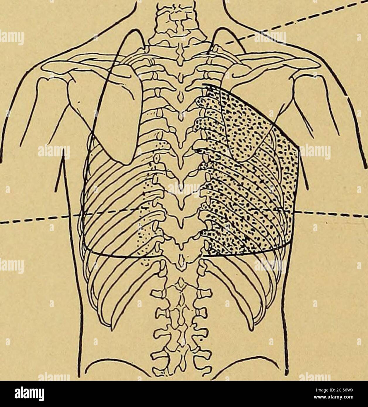. Physical diagnosis . he axilla. In examining the posterior lobes ...